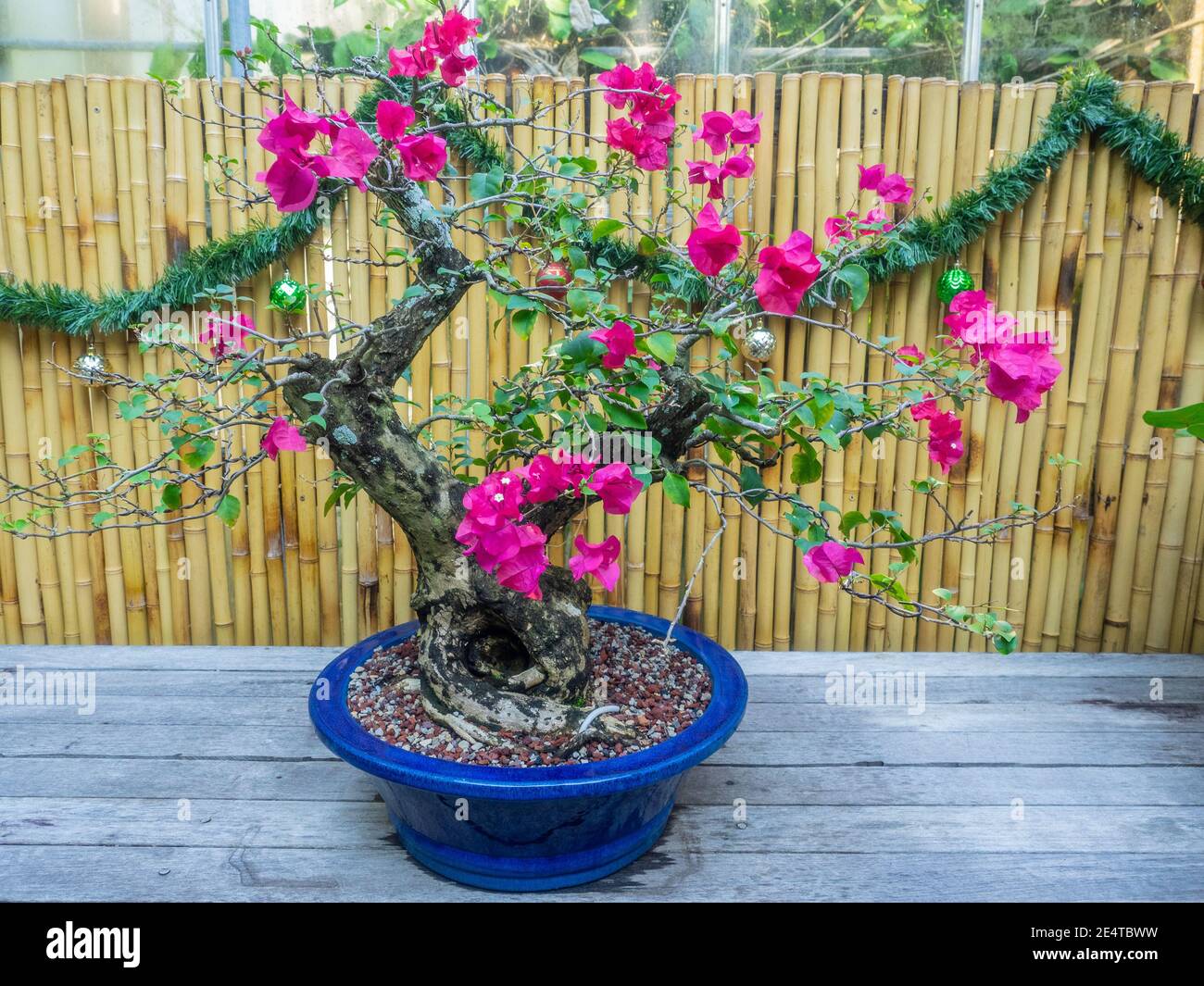 Bougainvillea Bonsai Stump