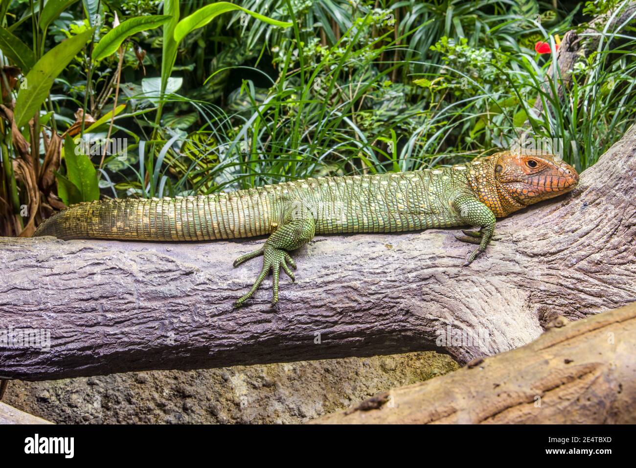 Caiman lizards hi-res stock photography and images - Alamy