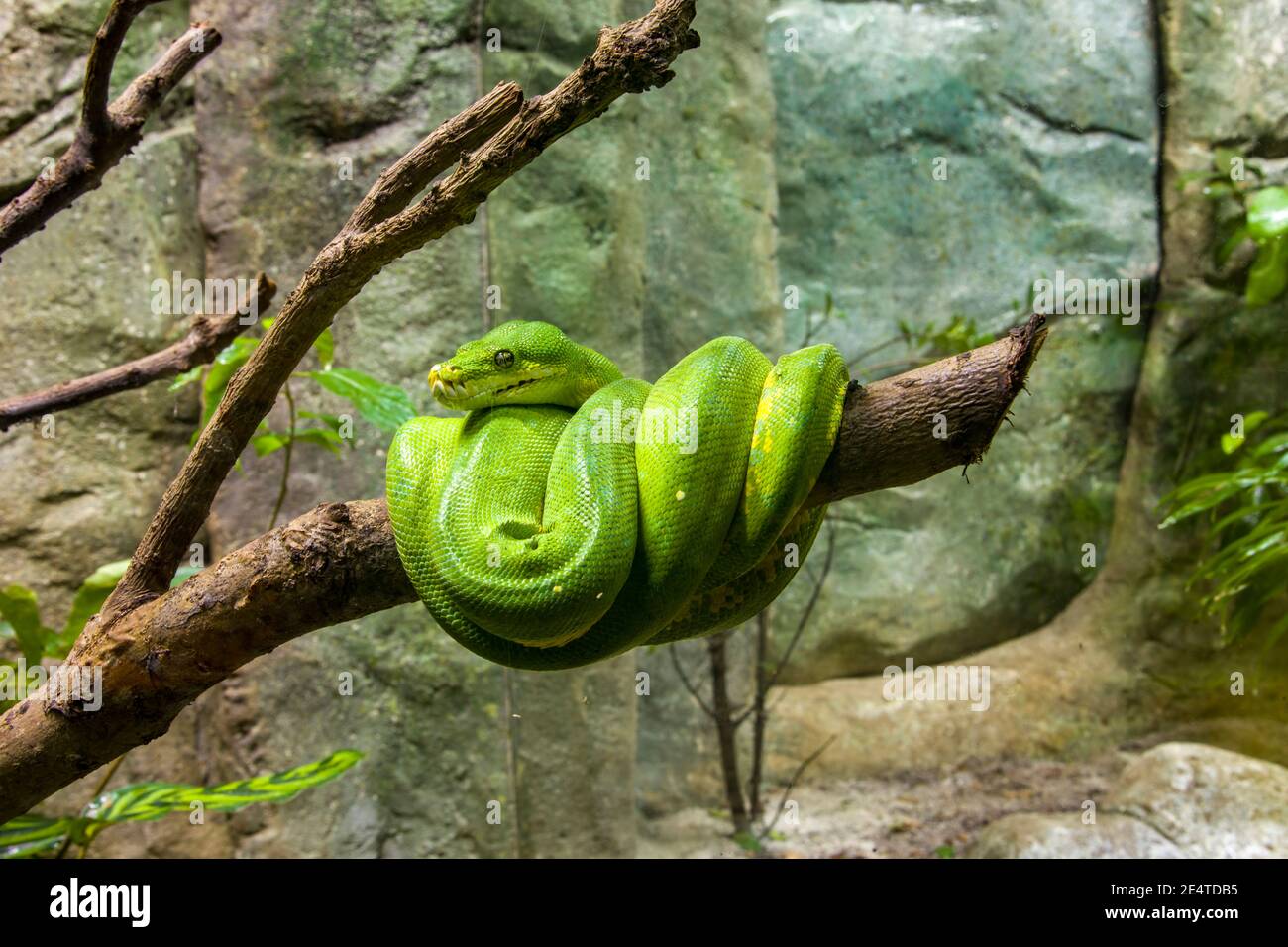 The green tree python (Morelia viridis) is a species of snake in the ...