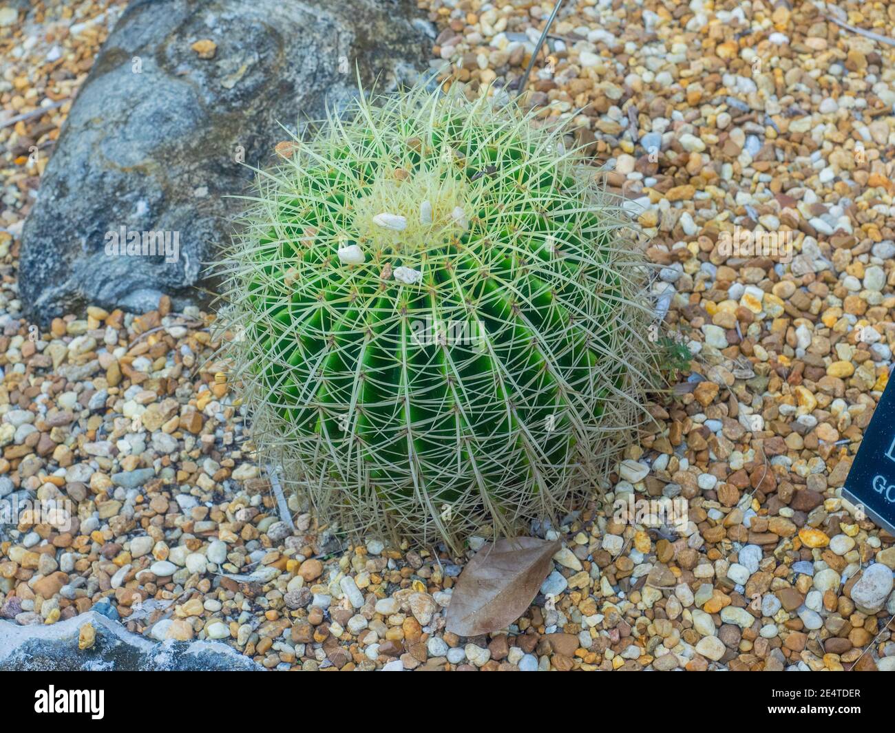 Golden barrel cactus (Echinocactus grusonii) is a well known species of ...