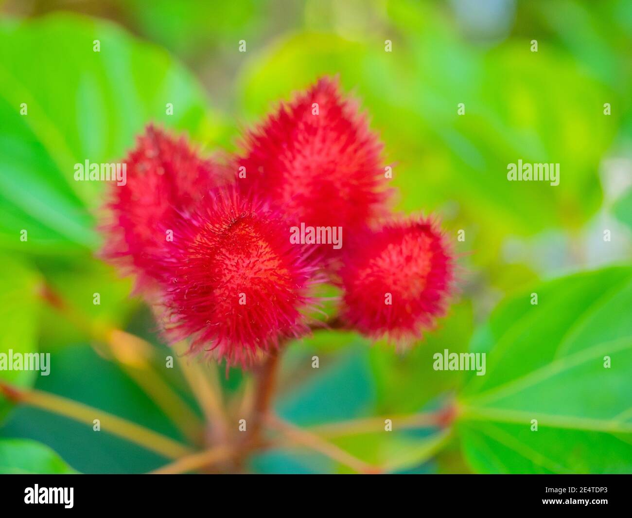 Achiote (Bixa orellana) is a shrub native to a region between northern ...