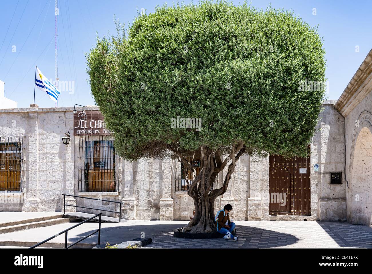 Olive tree in courtyard hi-res stock photography and images - Alamy