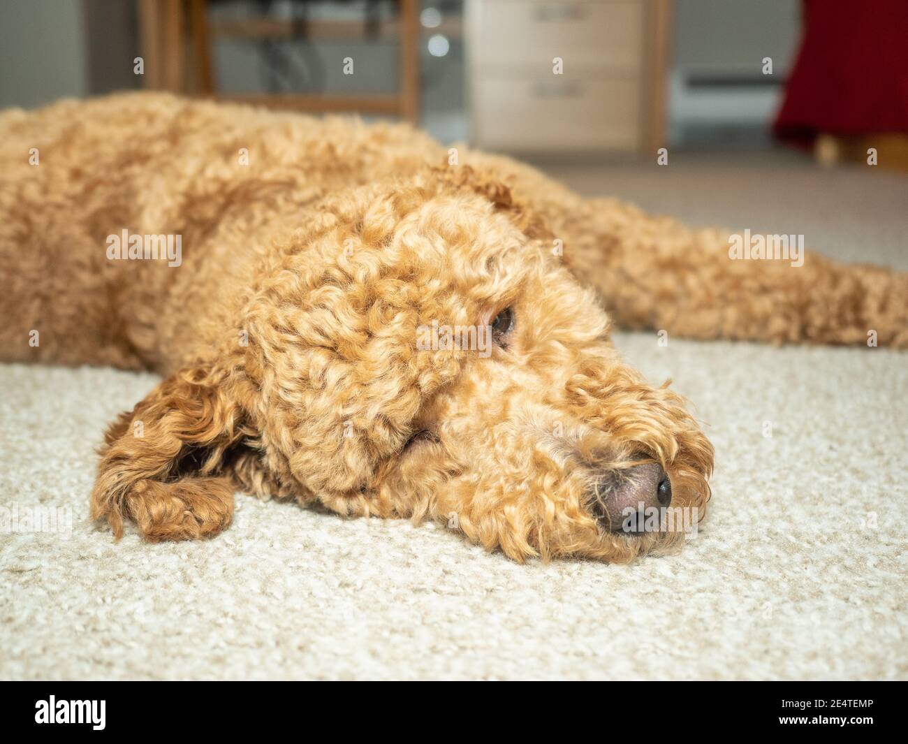 Australian Labradoodle is a mix between the Labrador Retriever, Poodle ...