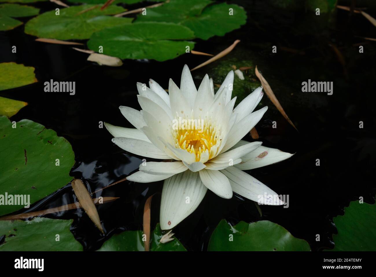 Lotus Flower at a Buddhist Temple Stock Photo - Alamy