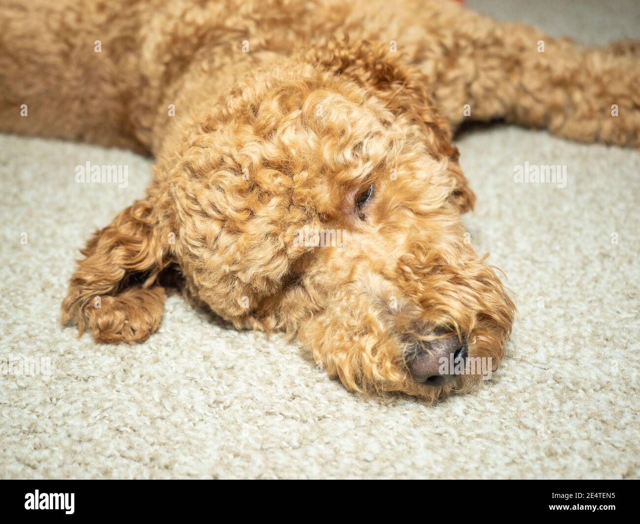 Australian Labradoodle is a mix between the Labrador Retriever, Poodle ...