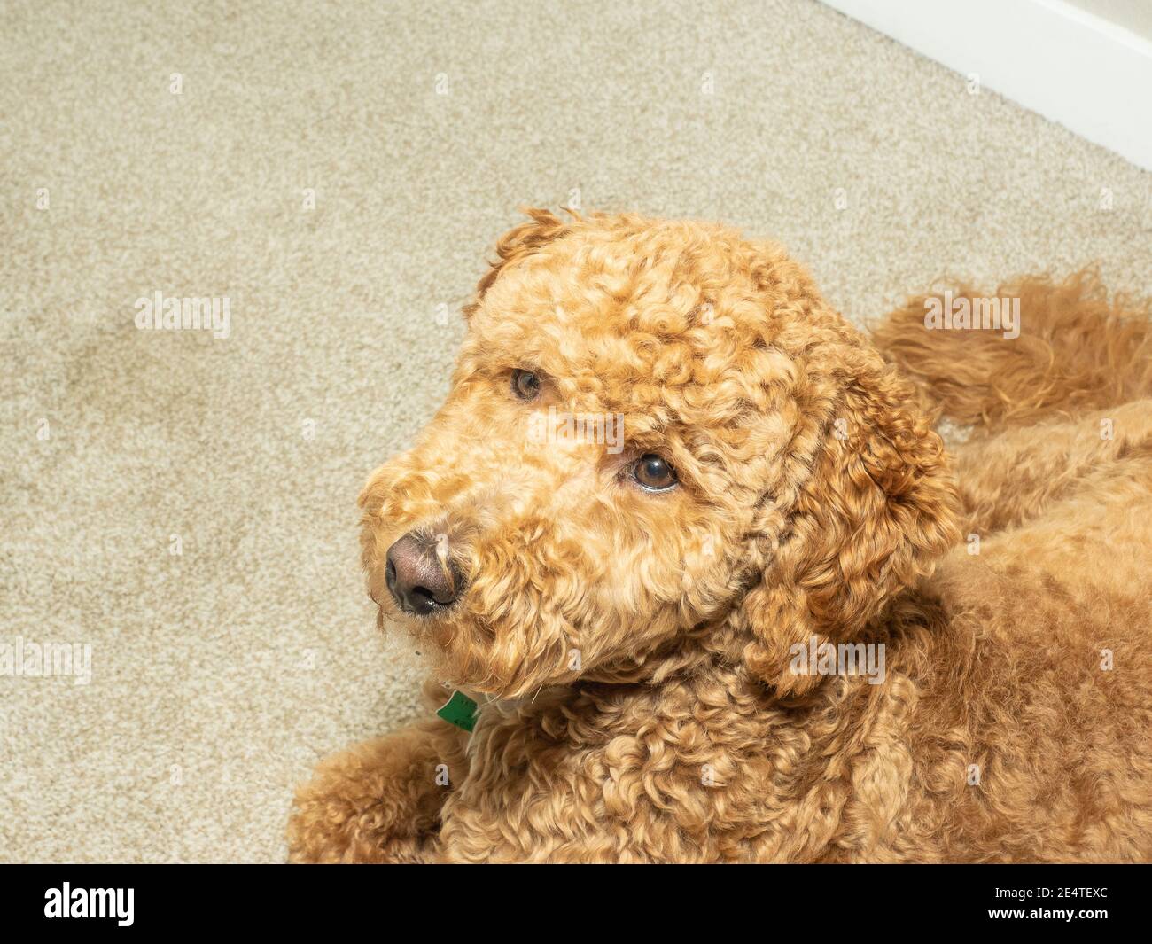 Australian Labradoodle is a mix between the Labrador Retriever, Poodle ...