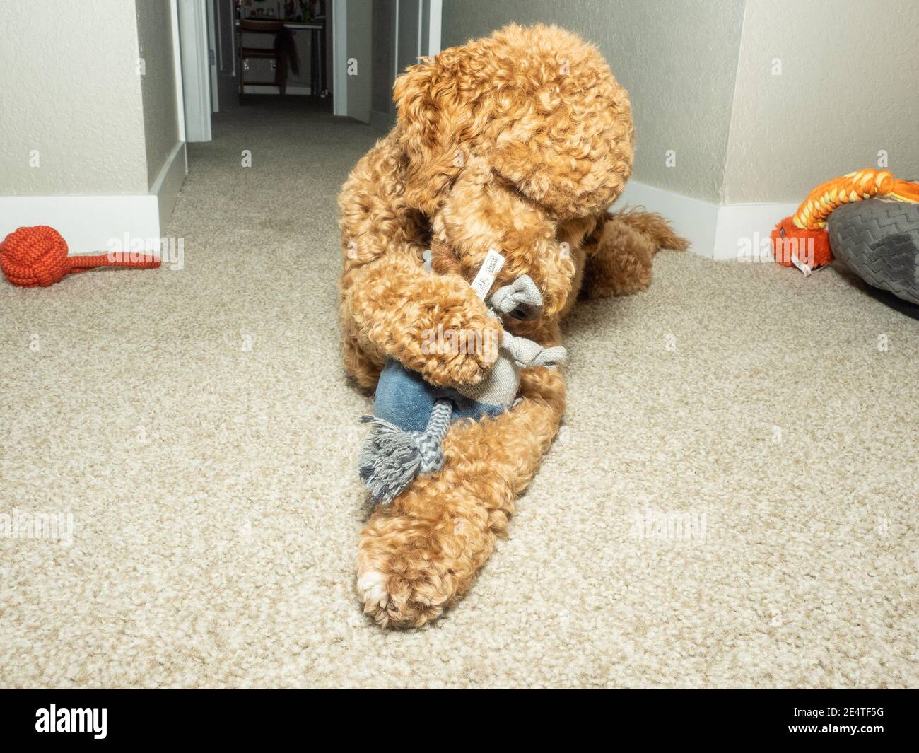 Australian dander hi-res stock photography and images - Alamy