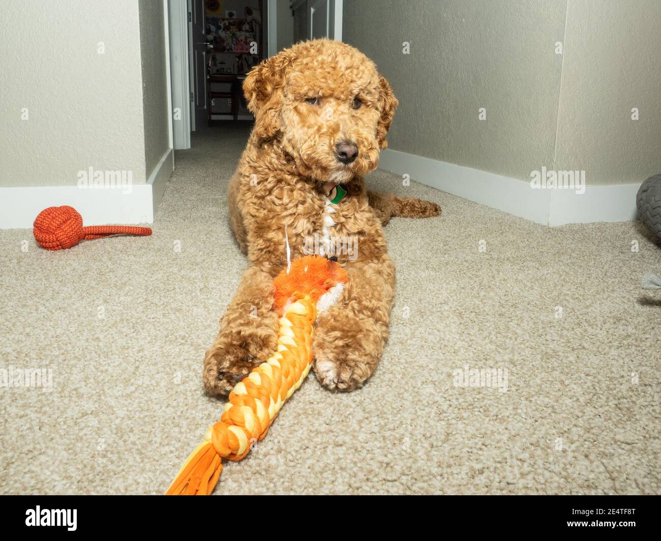 Australian Labradoodle is a mix between the Labrador Retriever, Poodle ...