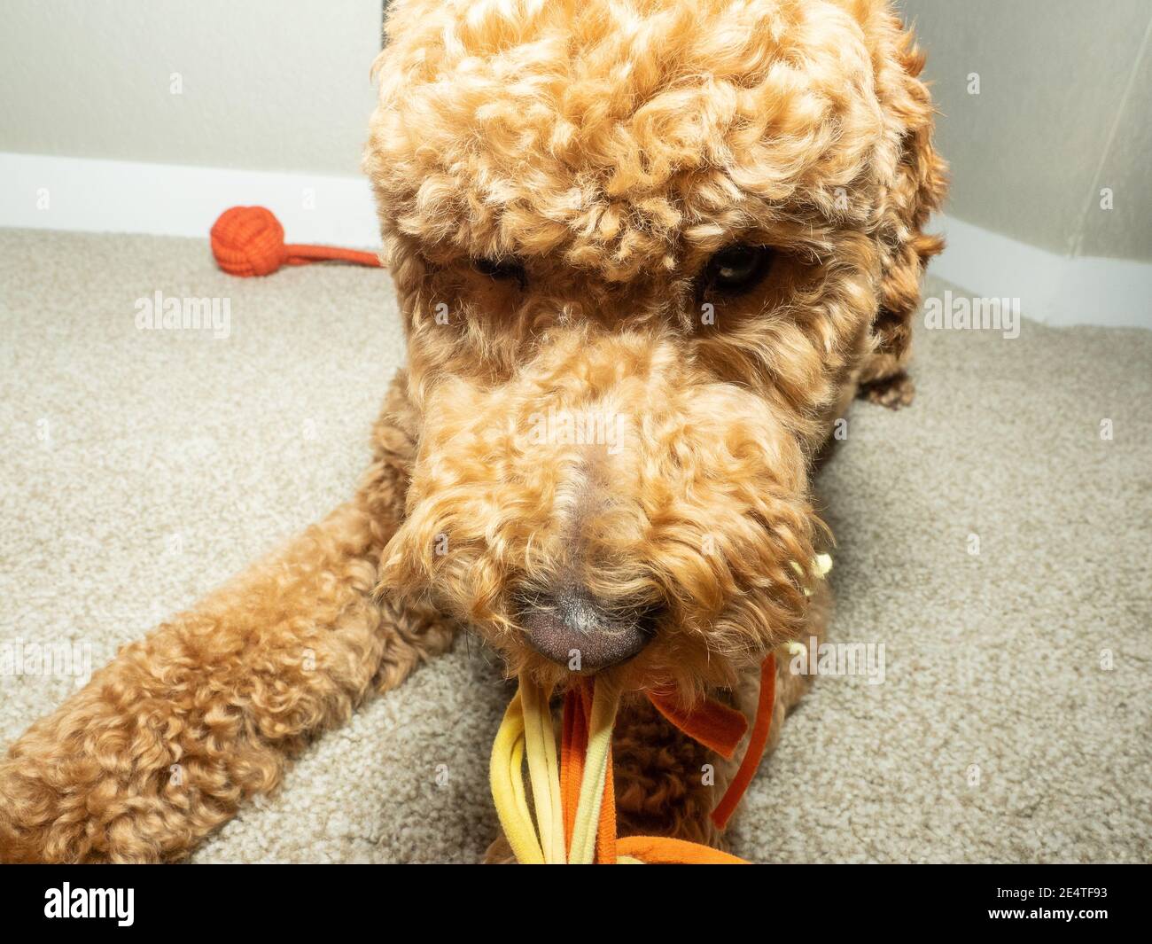Australian Labradoodle is a mix between the Labrador Retriever, Poodle ...