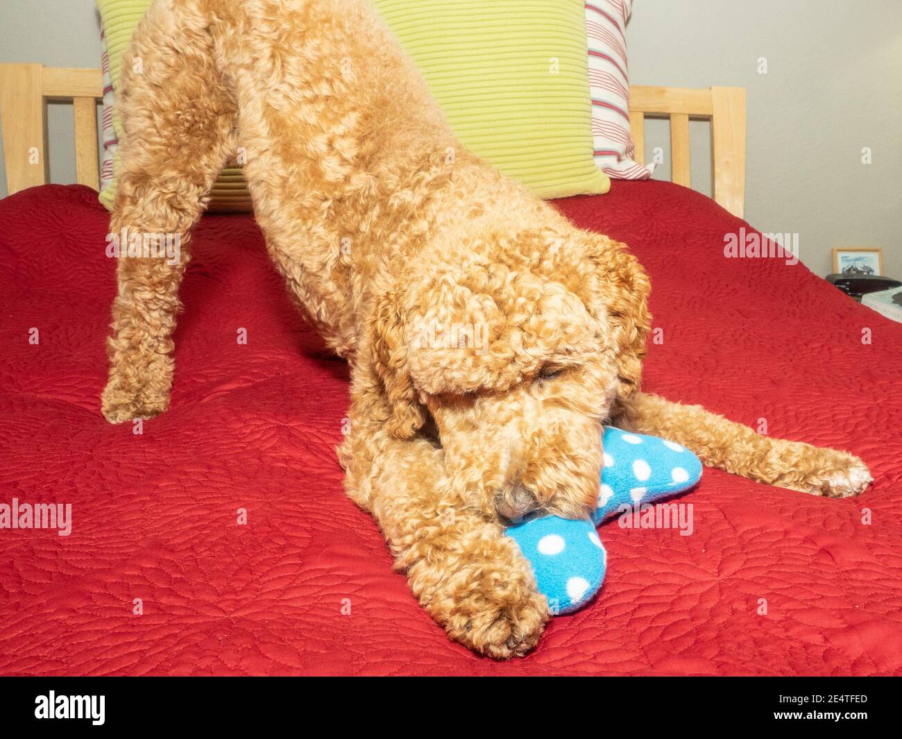 Australian Labradoodle is a mix between the Labrador Retriever, Poodle ...