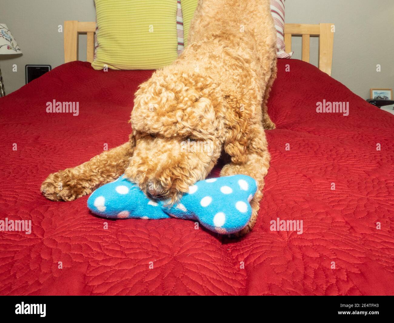 Australian Labradoodle is a mix between the Labrador Retriever, Poodle ...