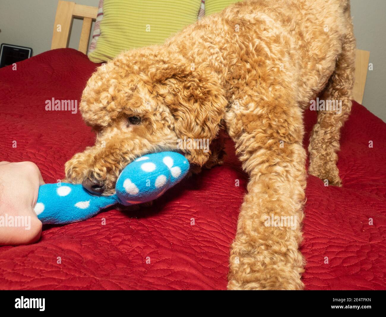 Australian Labradoodle is a mix between the Labrador Retriever, Poodle ...