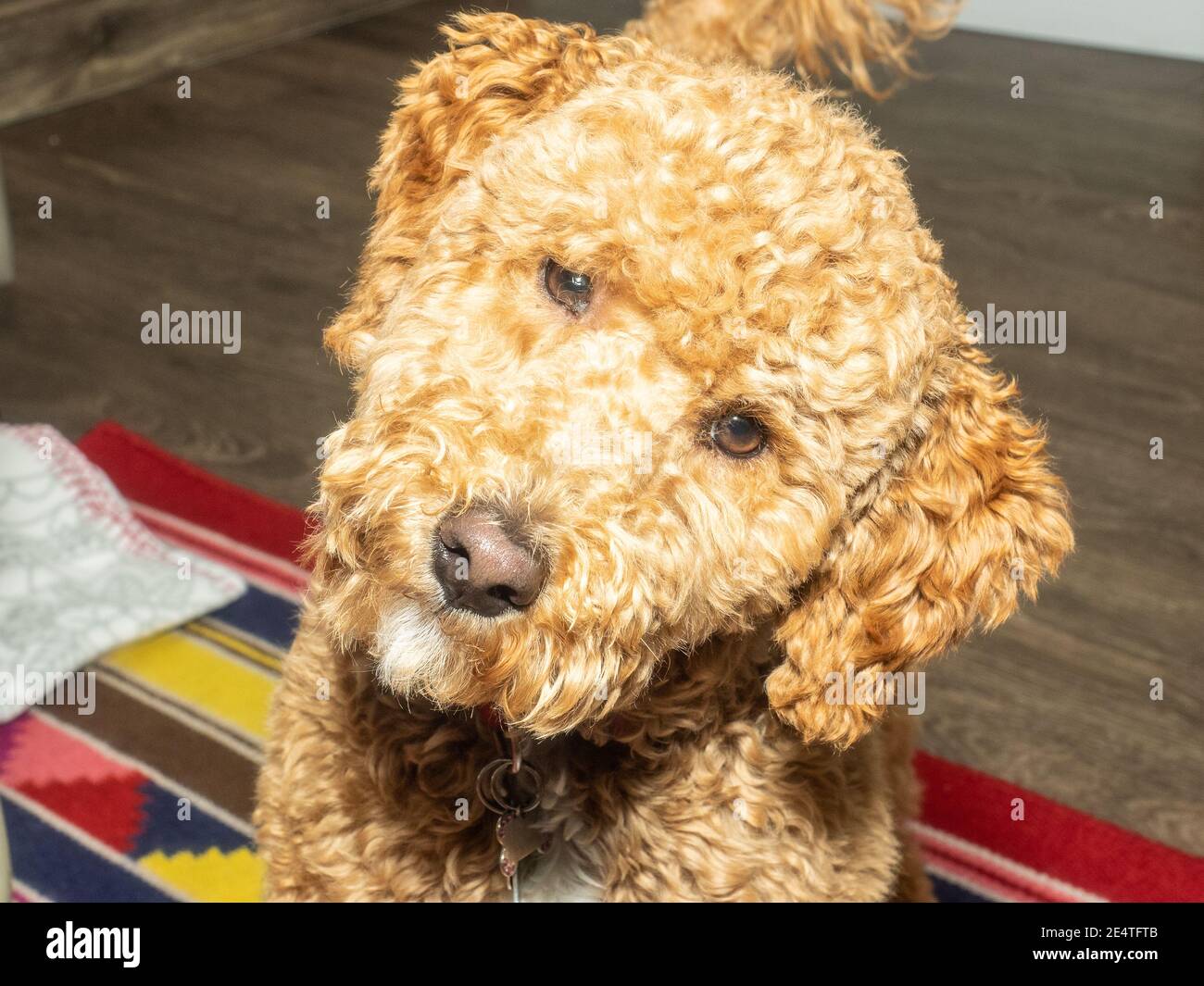 Australian Labradoodle is a mix between the Labrador Retriever, Poodle ...
