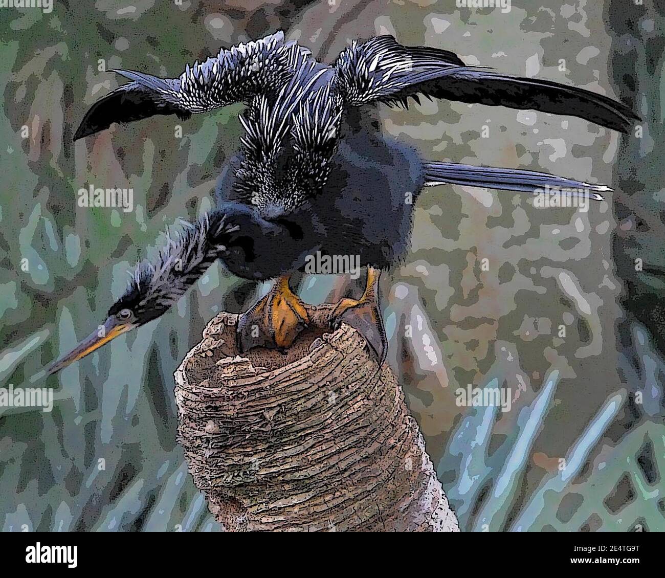 anhinga bird abstract Stock Photo - Alamy