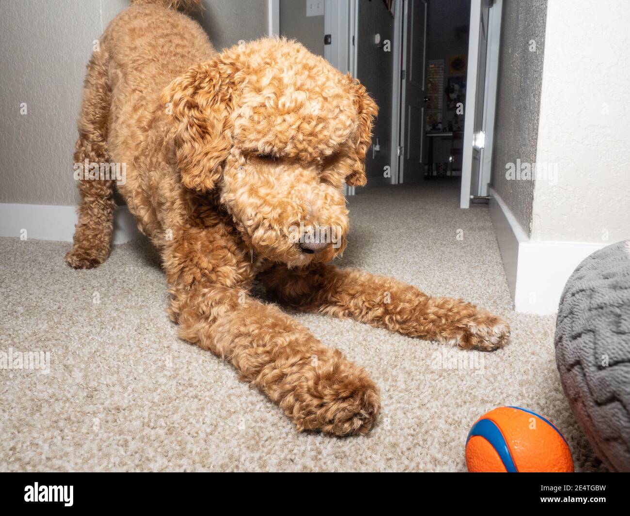 Australian Labradoodle is a mix between the Labrador Retriever, Poodle ...