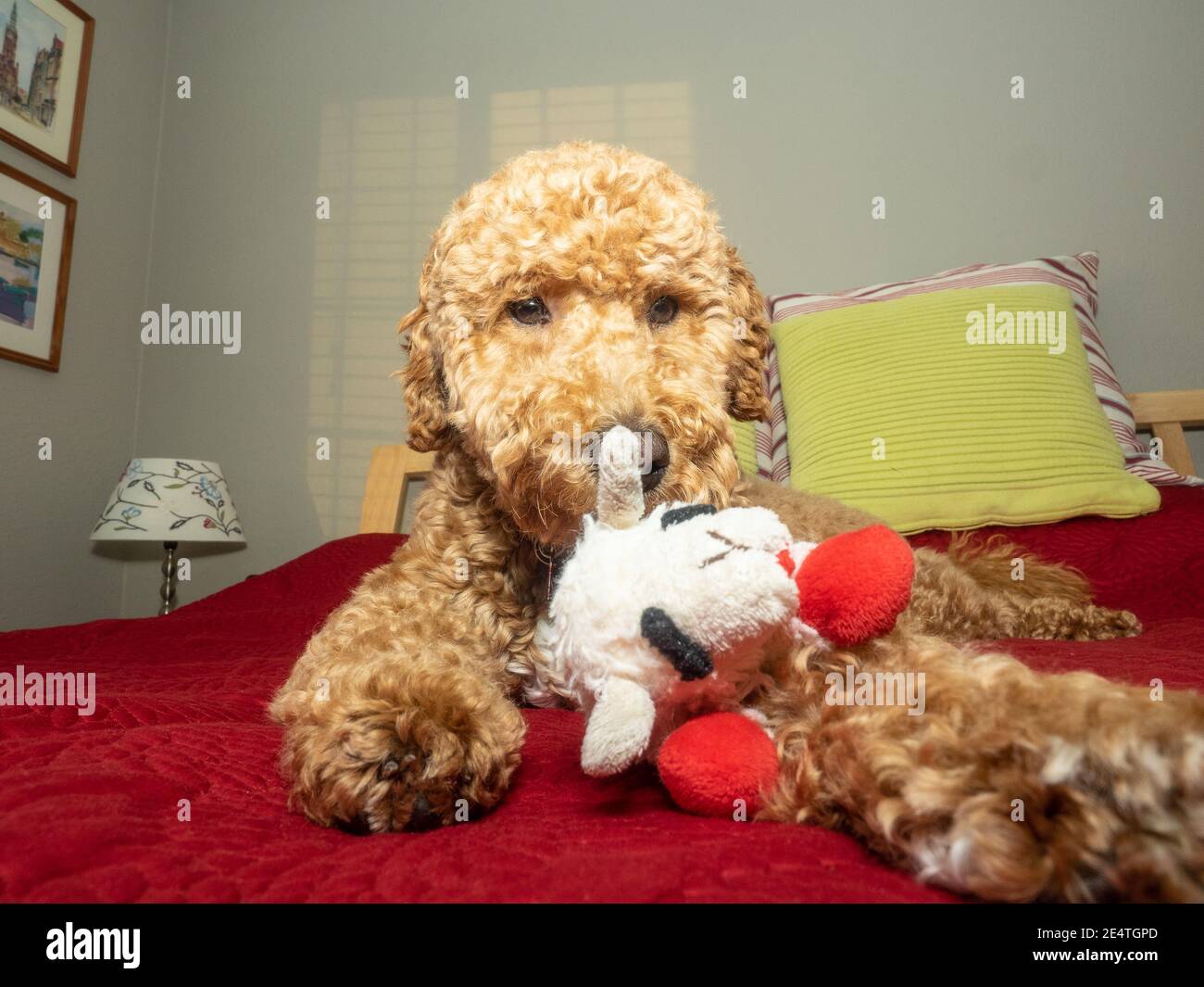 Australian Labradoodle is a mix between the Labrador Retriever, Poodle ...