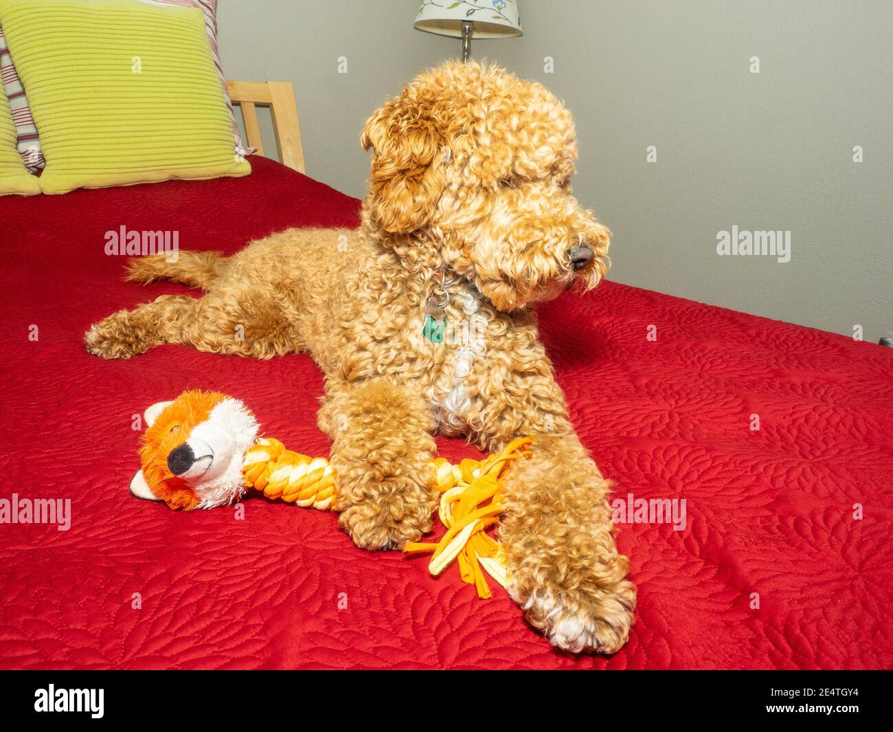 Australian Labradoodle is a mix between the Labrador Retriever, Poodle ...