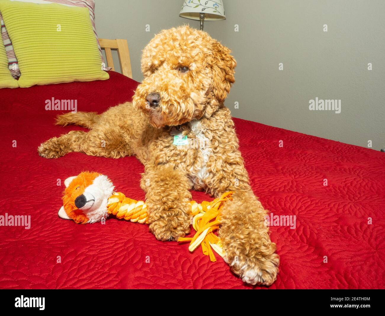 Australian Labradoodle is a mix between the Labrador Retriever, Poodle ...