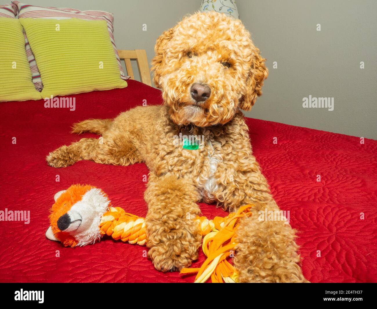 Australian dander hi-res stock photography and images - Alamy