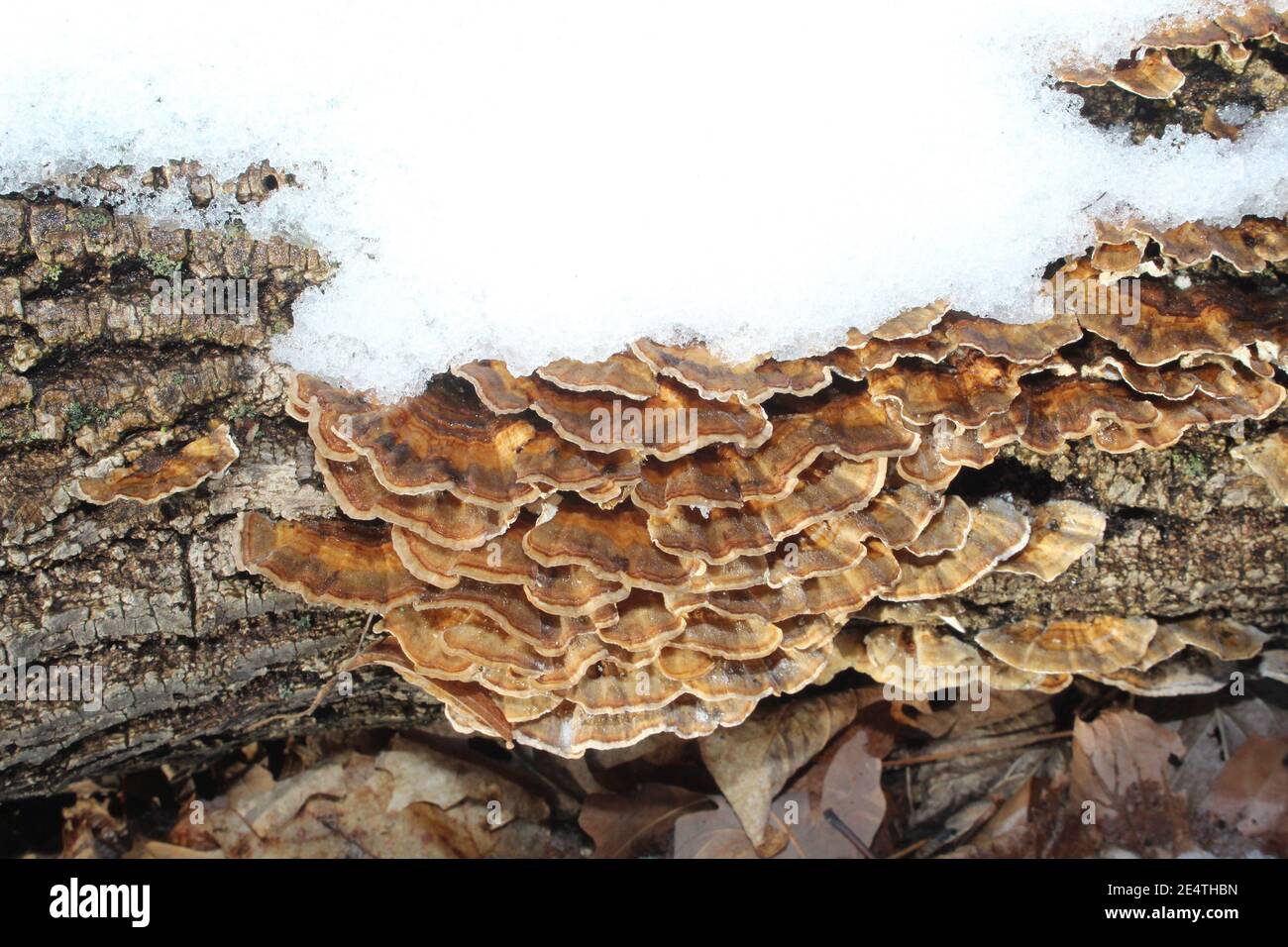 Fungus in ice hi-res stock photography and images - Alamy