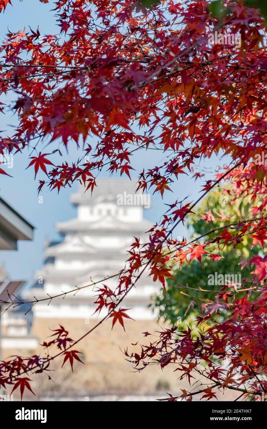 Fall color and the white Heron castle - Himeji at Kobe, Japan Stock ...