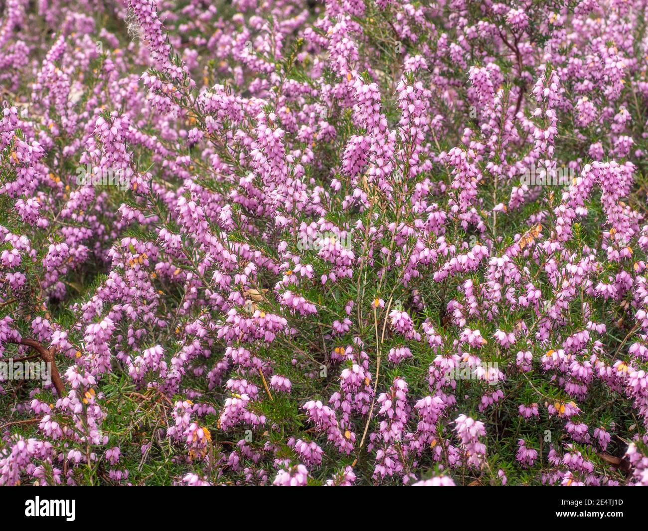 Corsican heath (Erica terminalis) is a species of flowering plant in ...