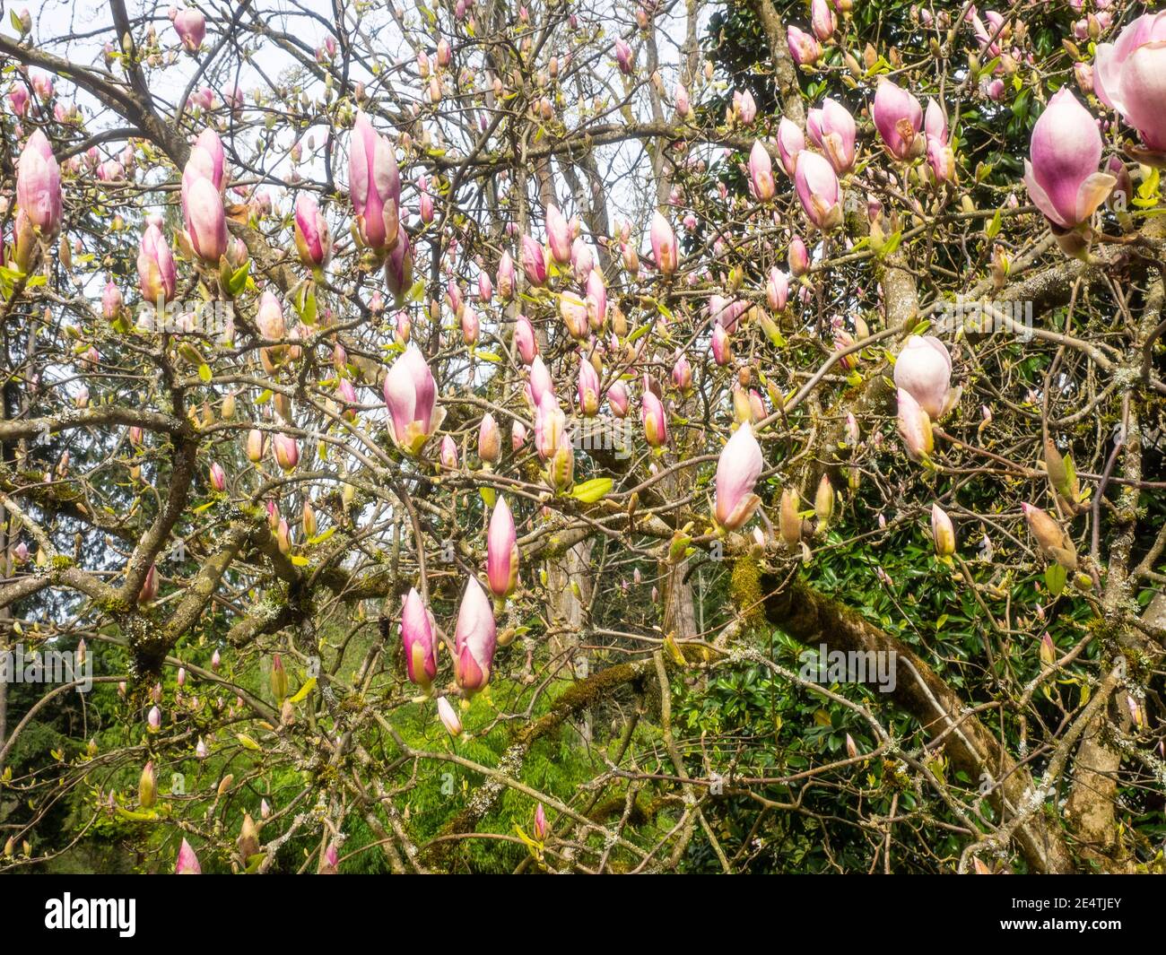 Saucer magnolia (Magnolia × soulangeana) is a hybrid plant in the genus ...
