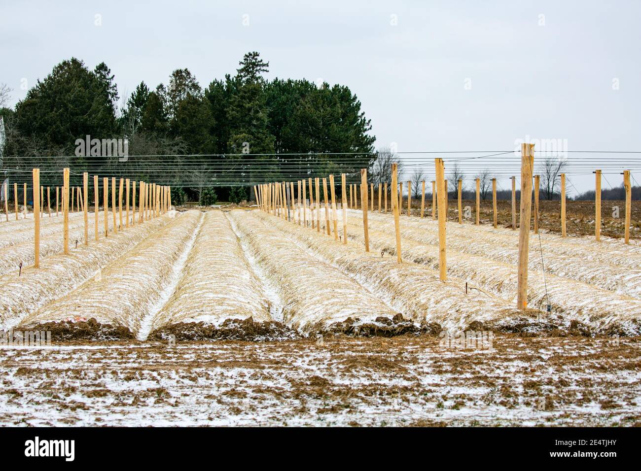 Ginseng field hi-res stock photography and images - Alamy