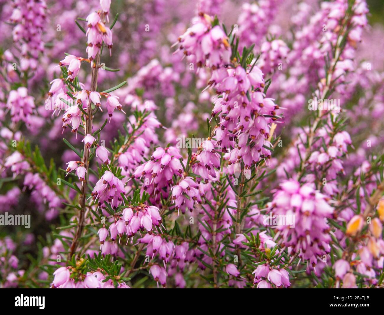 Erica species hi-res stock photography and images - Alamy