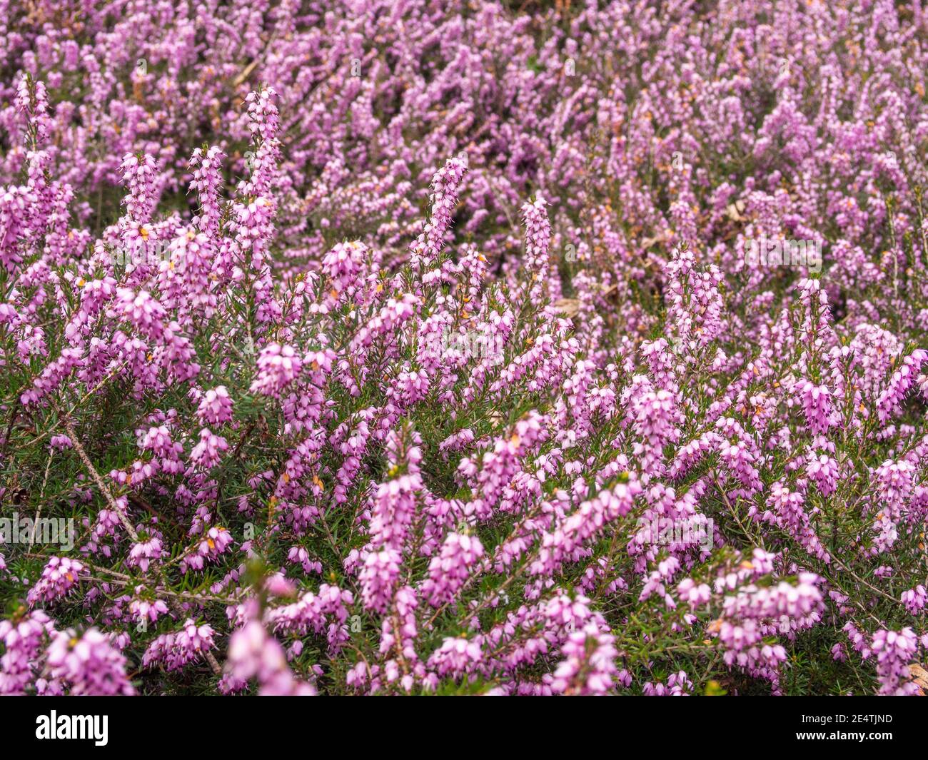 Erica species hi-res stock photography and images - Alamy