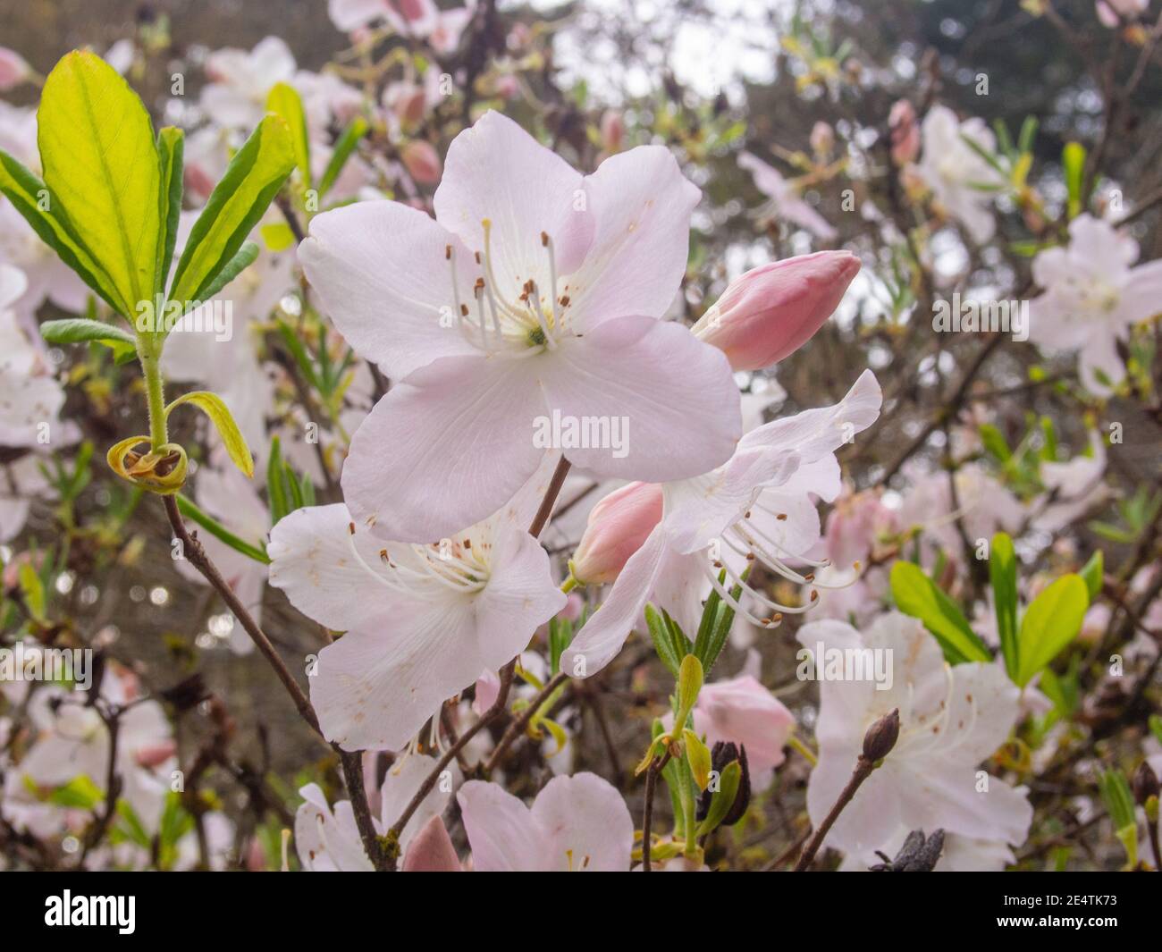 Royal azalea (Rhododendron schlippenbachii) is a species of ...