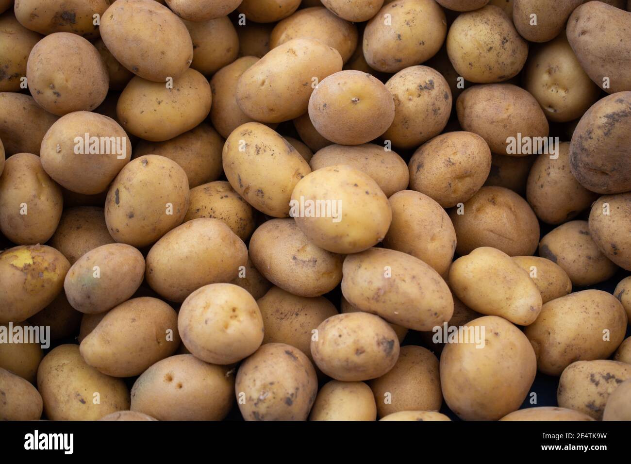 The concept of fresh vegetables, organic natural food, growing potatoes ...