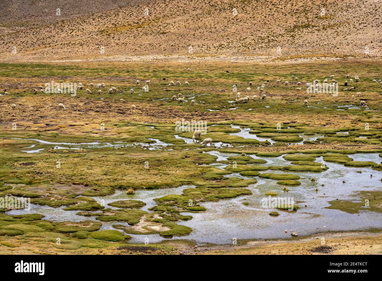 National Reserve of Salinas & Aguada Blanca in the Peruvian Andes is ...