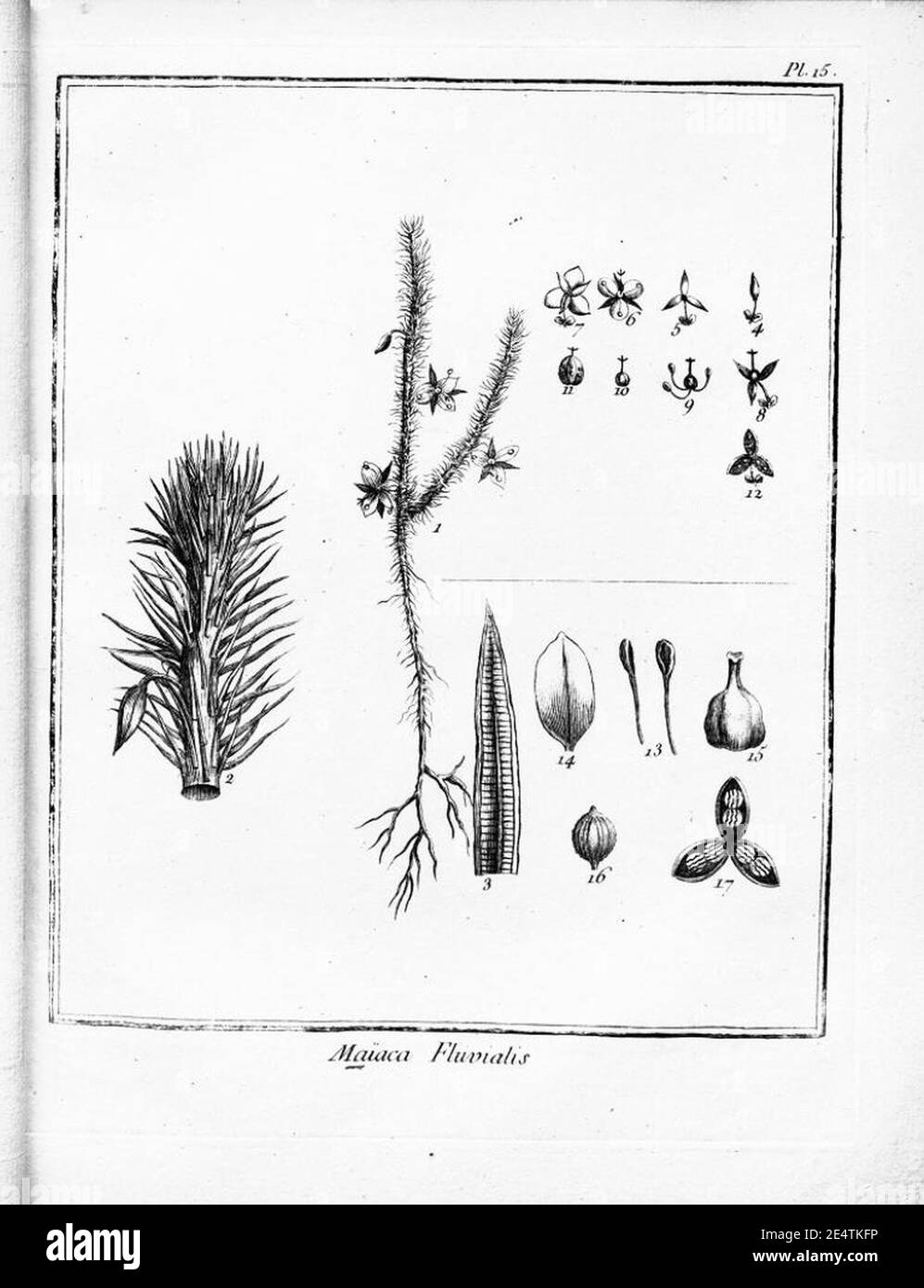 Mayaca hi-res stock photography and images - Alamy