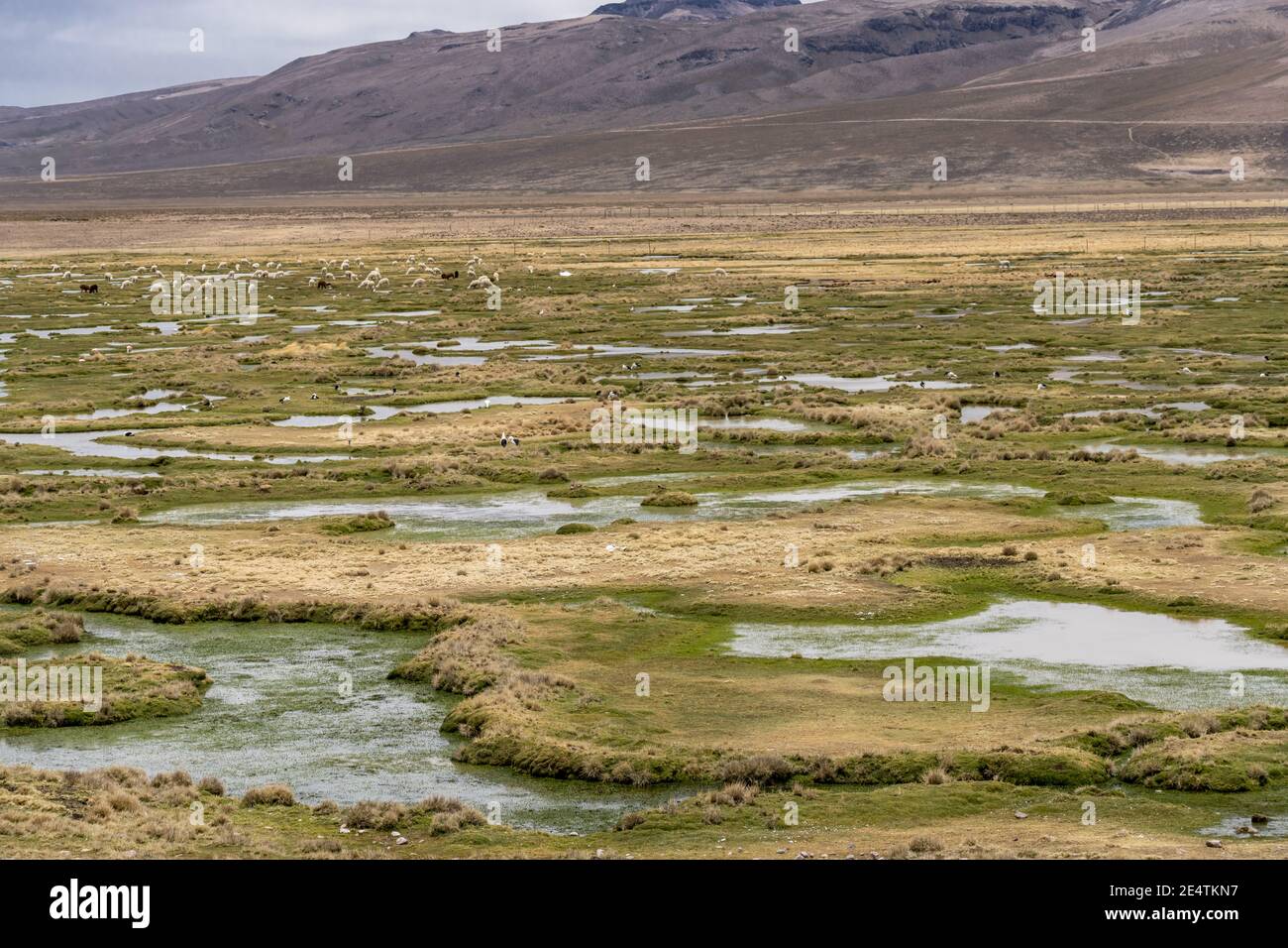 National Reserve of Salinas & Aguada Blanca in the Peruvian Andes is ...