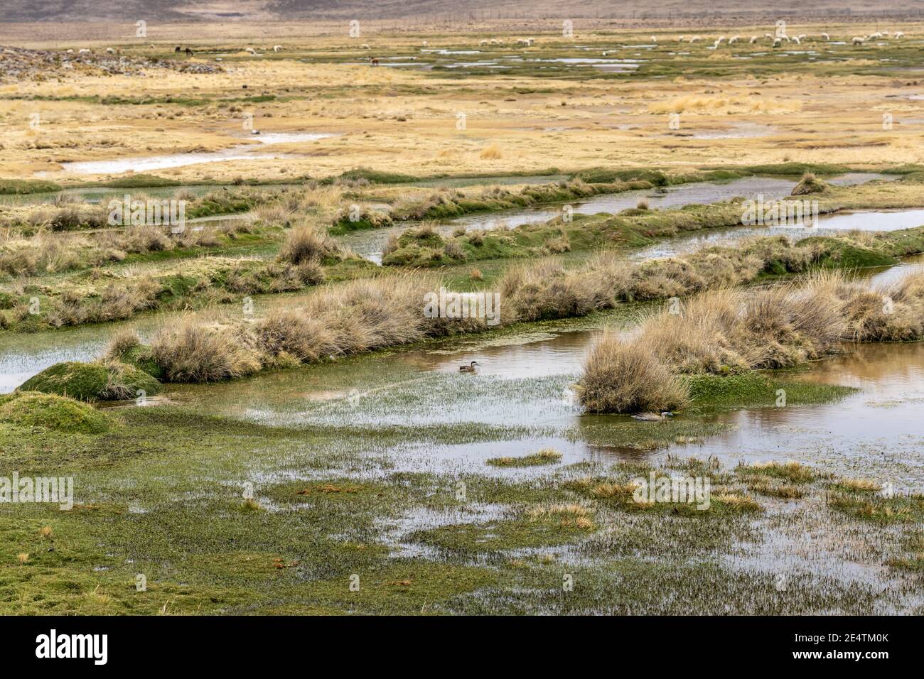National Reserve of Salinas & Aguada Blanca in the Peruvian Andes is ...