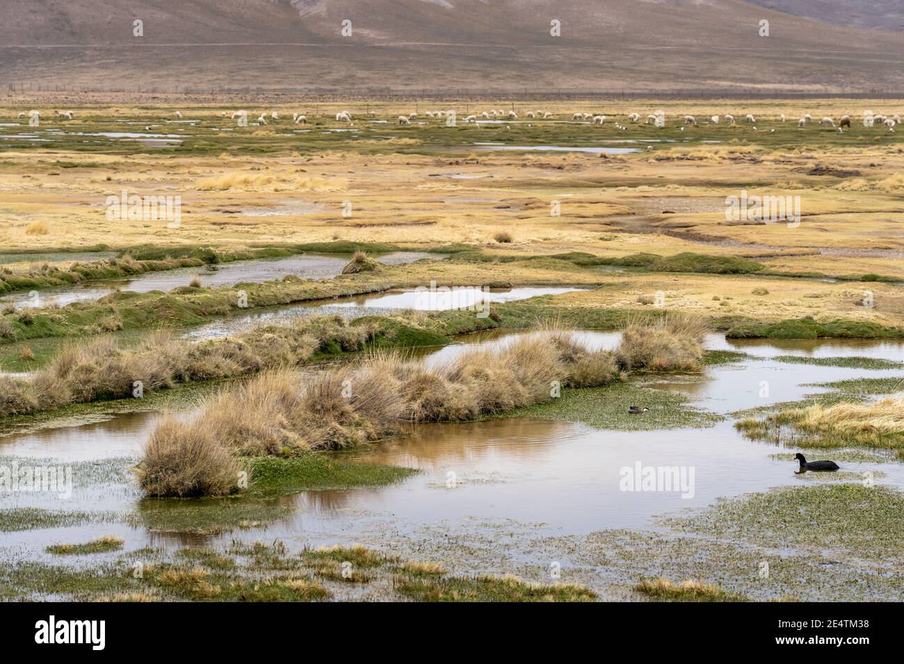 National Reserve of Salinas & Aguada Blanca in the Peruvian Andes is ...