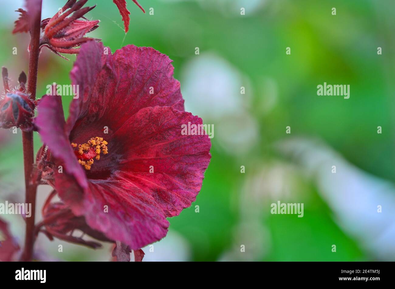 cranberry hibiscus blooming in garden Stock Photo - Alamy
