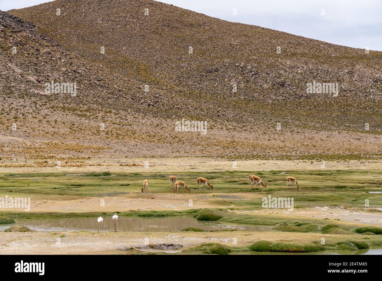 Flora y fauna natural hi-res stock photography and images - Alamy