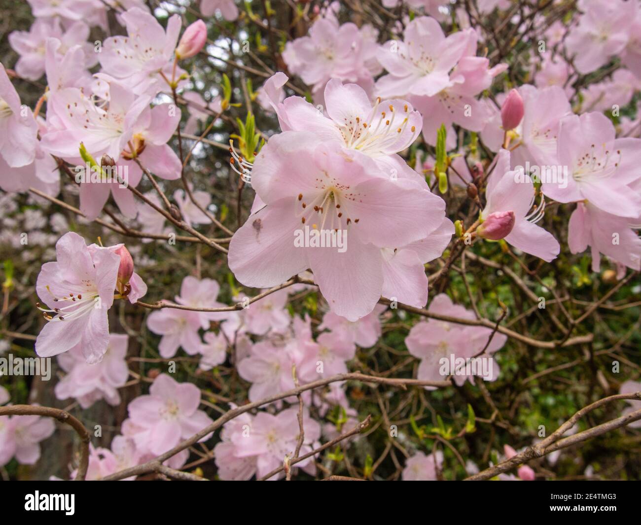 Royal azalea (Rhododendron schlippenbachii) is a species of ...