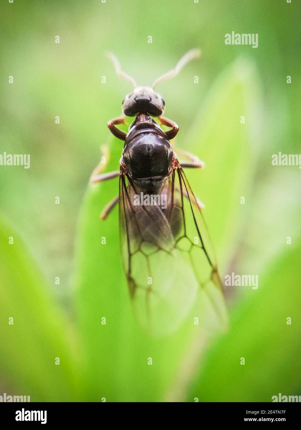 Futur ant queen ready to fly. Insect in close up. Ant in macro Stock ...