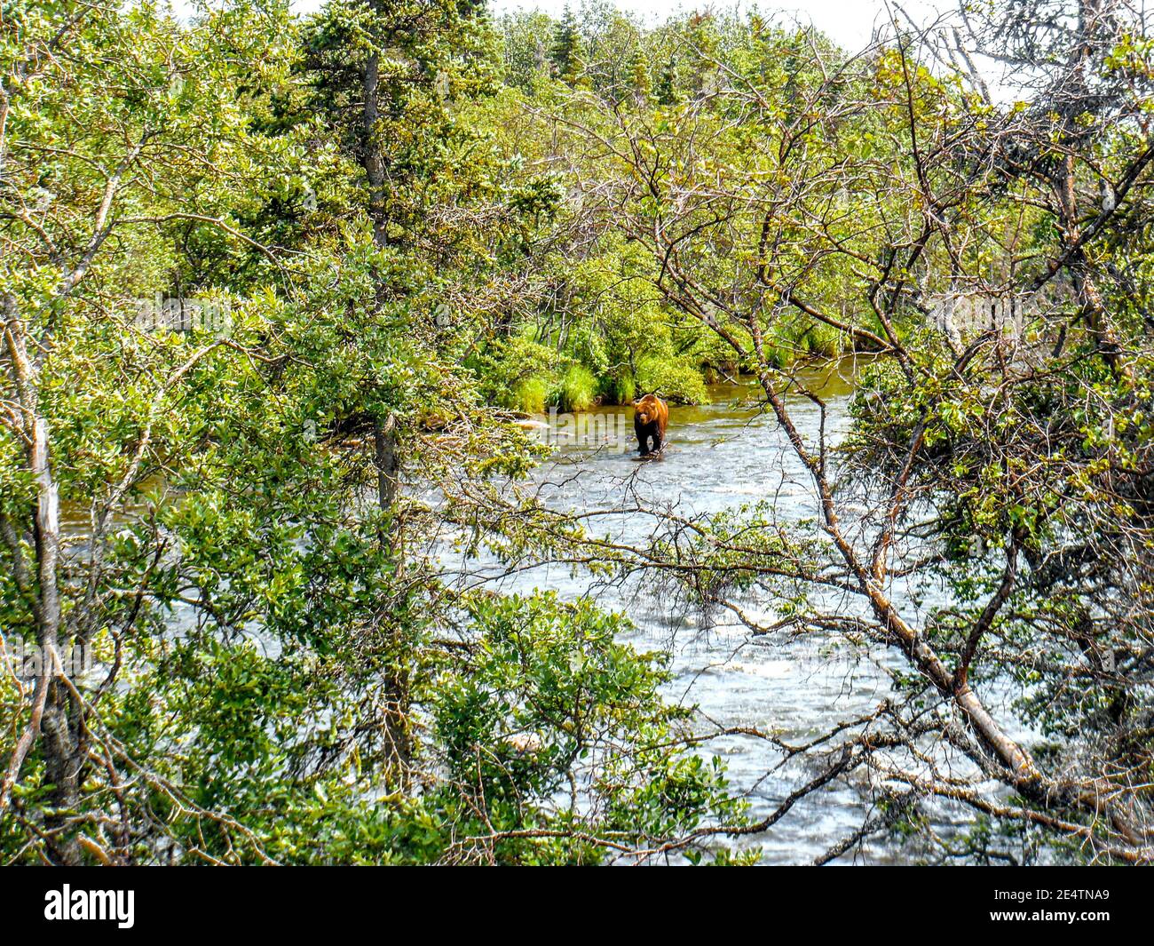 Brooks river fly fishing for salmon hi-res stock photography and images ...