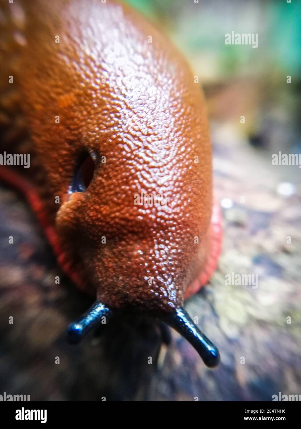 Slug head in close-up. gastropod in close up. Slug in macro Stock Photo ...