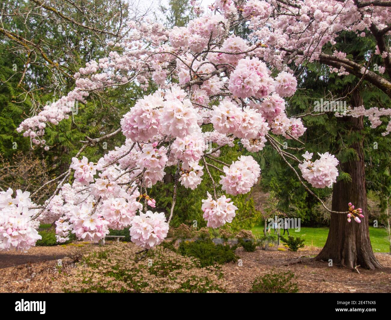 Yoshino cherry (Prunus × yedoensis) is a hybrid cherry of between ...