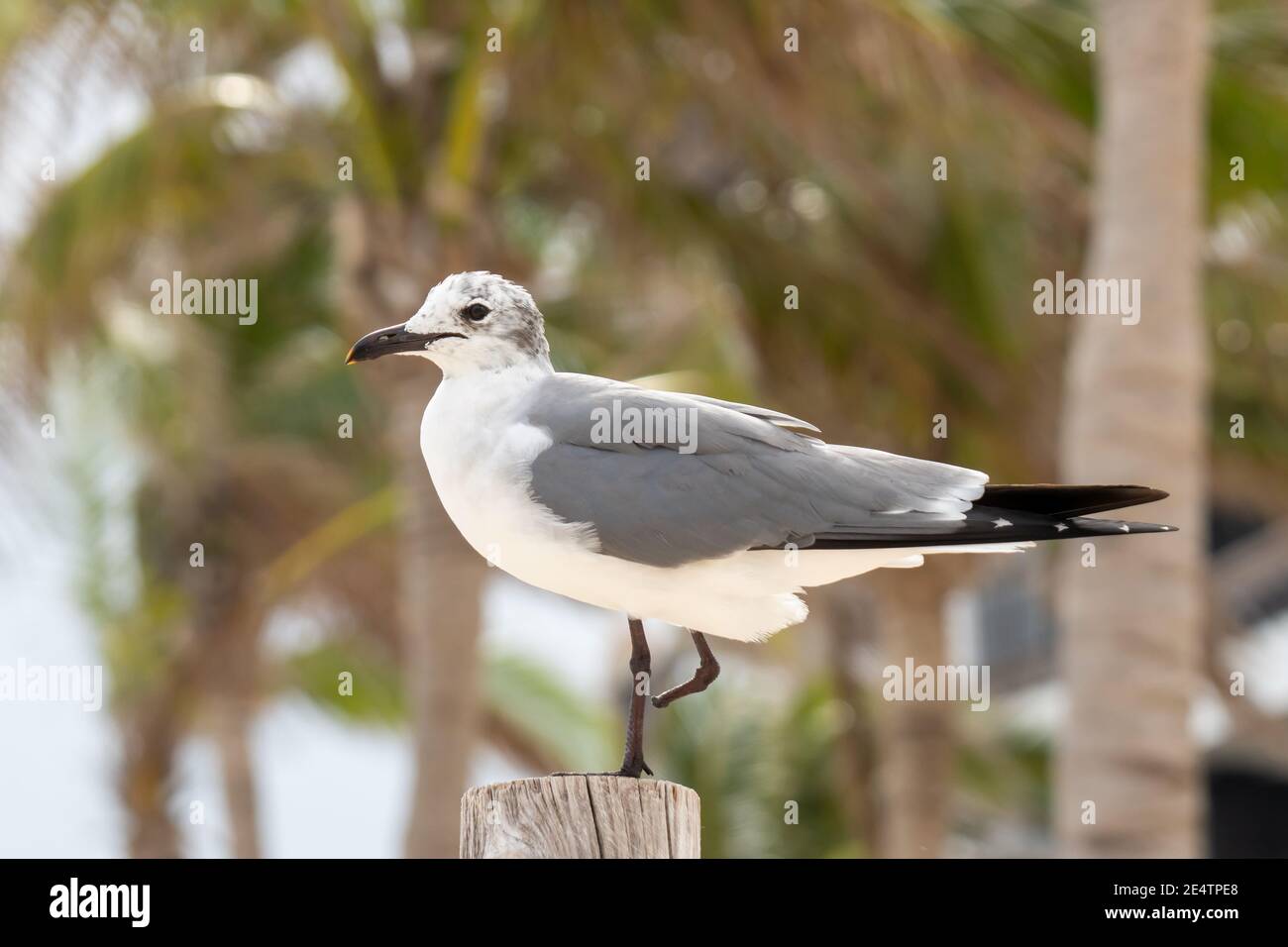 Injured seagull with missing foot in the Riviera Maya of Mexico Stock ...