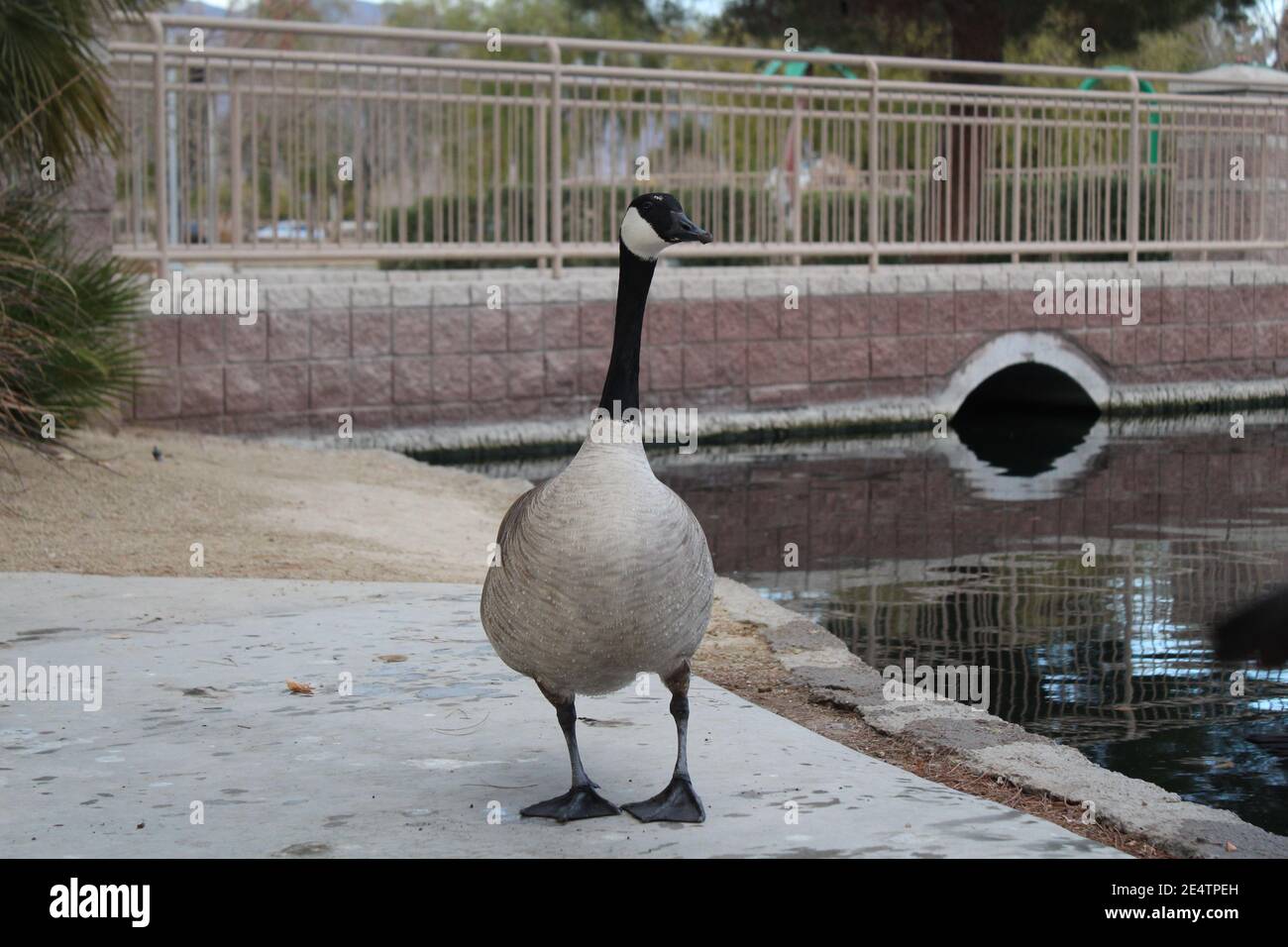 Simple goose hi-res stock photography and images - Alamy