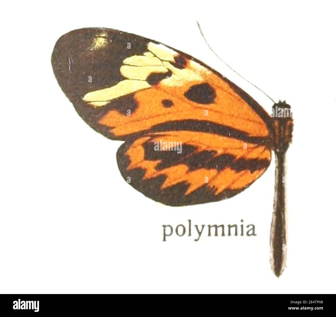 Polymnia hi-res stock photography and images - Alamy