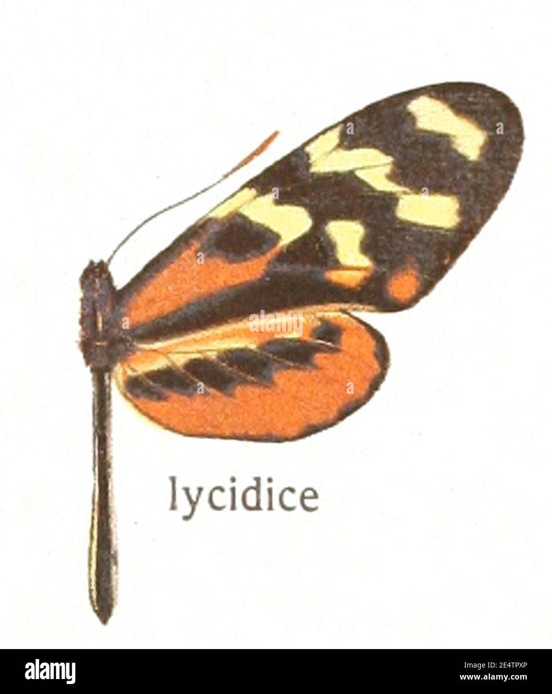 Polymnia High Resolution Stock Photography and Images - Alamy