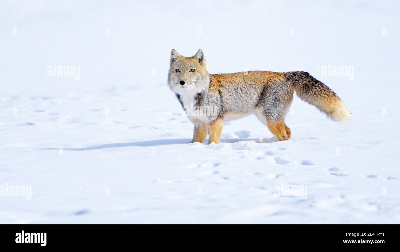 Tibetan fox hi-res stock photography and images - Alamy