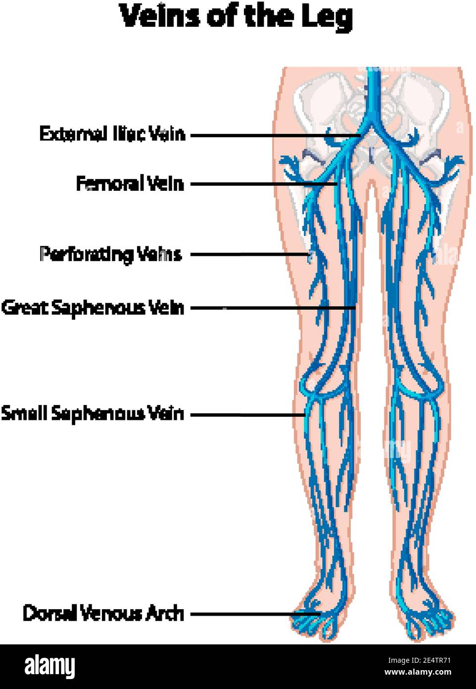 Information poster of veins of the leg illustration Stock Vector Image ...